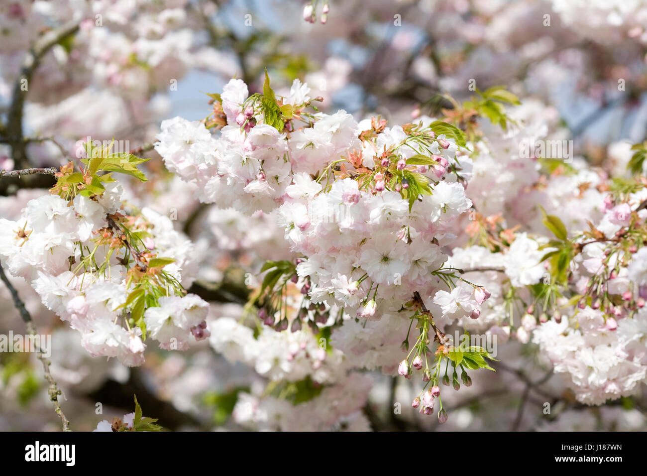 Prunus 'Shogetsu' blossom in Spring. Cherry blossom in an English ...
