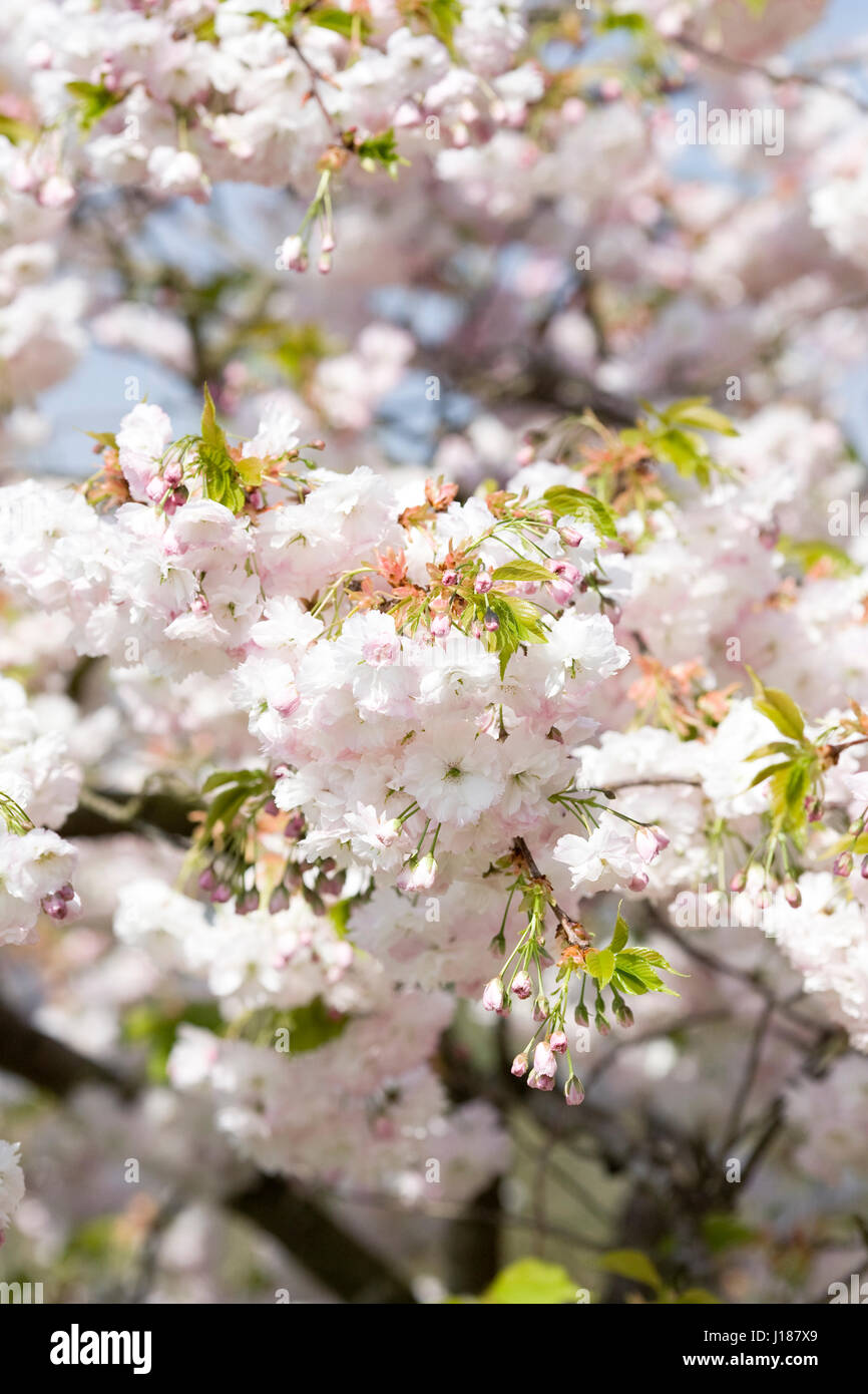 Prunus 'Shogetsu' blossom in Spring. Cherry blossom in an English ...