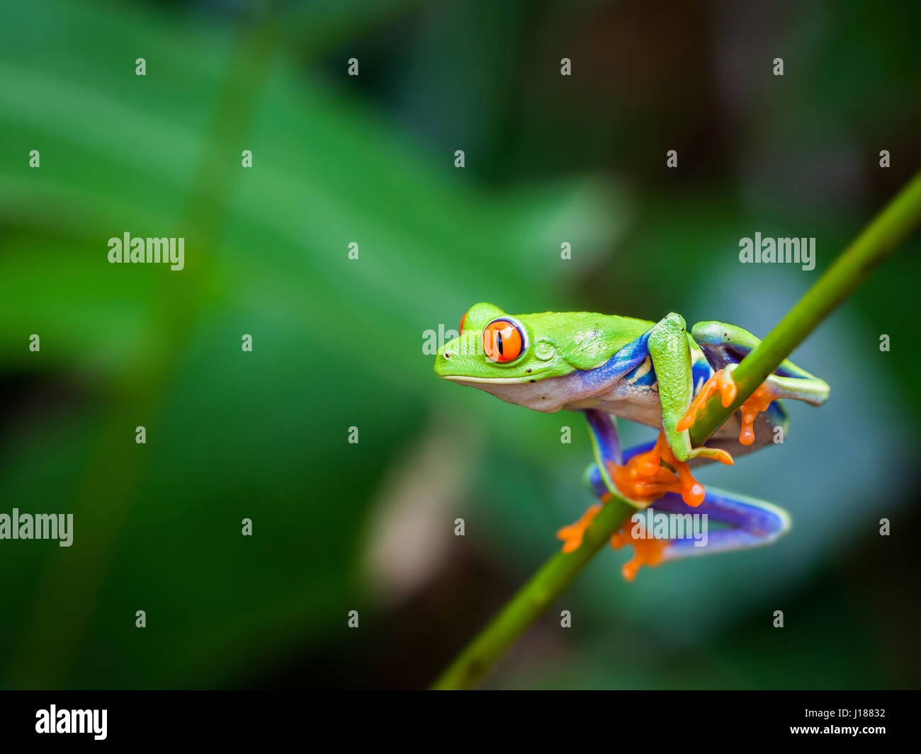 Panama Red Eye Tree Frog Stock Photos & Panama Red Eye Tree Frog Stock ...