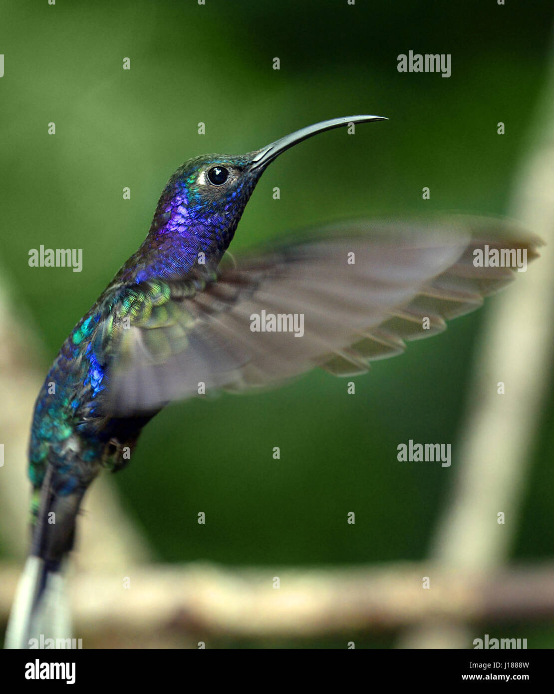 Beautiful hummingbird hovering in mid air Stock Photo - Alamy