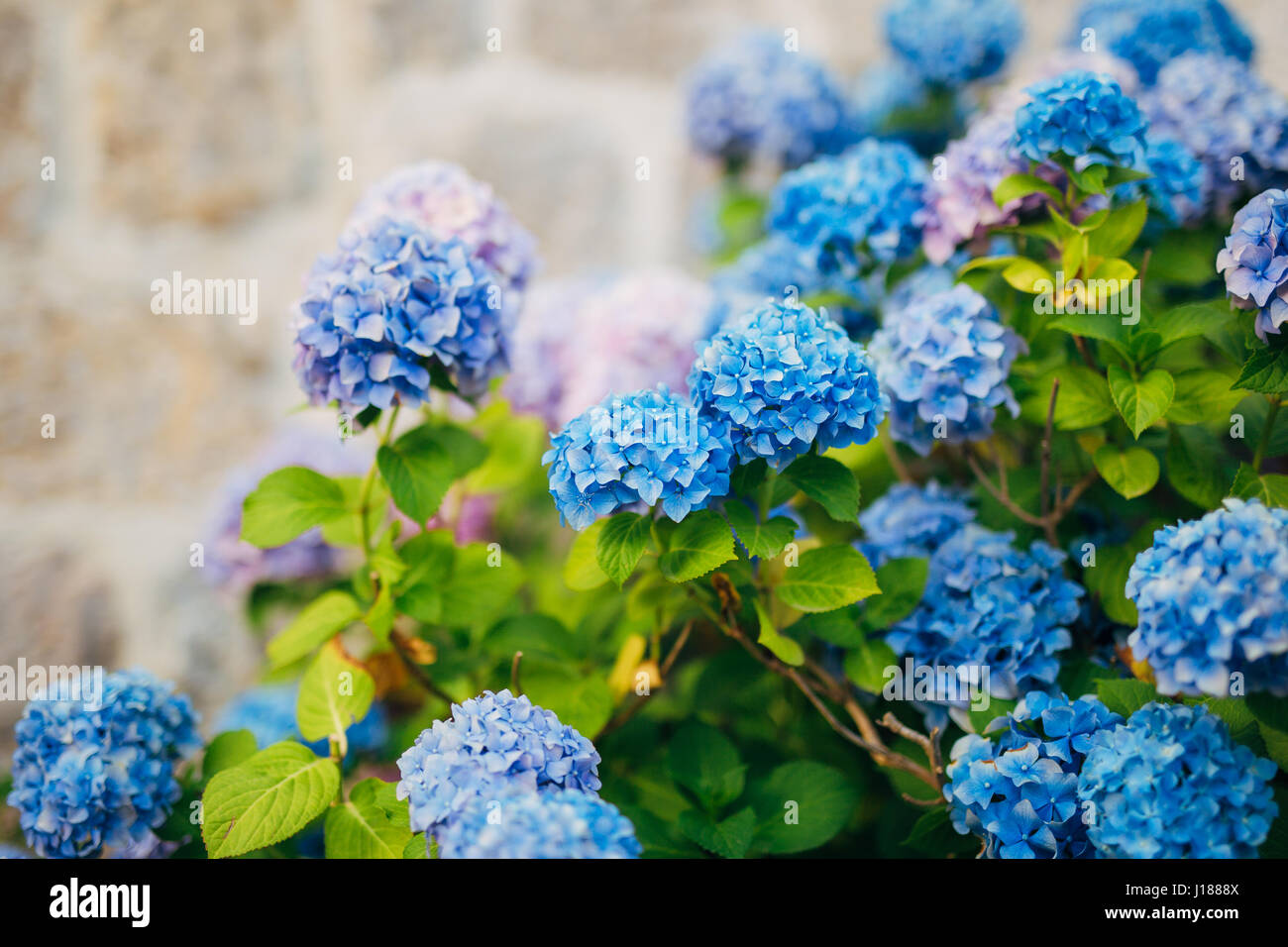 Blue hydrangeas sunshine hi-res stock photography and images - Alamy