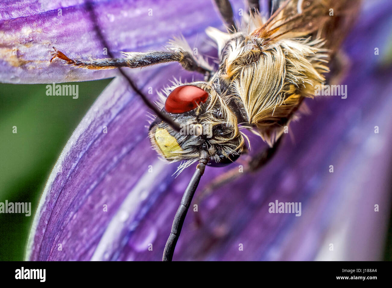 Beautiful insect in high magnification over a purple flower Stock Photo ...