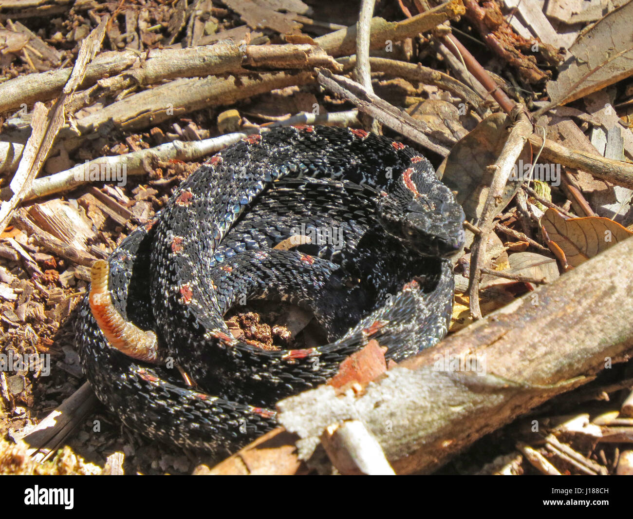 Coiled rattle snake hi-res stock photography and images - Alamy
