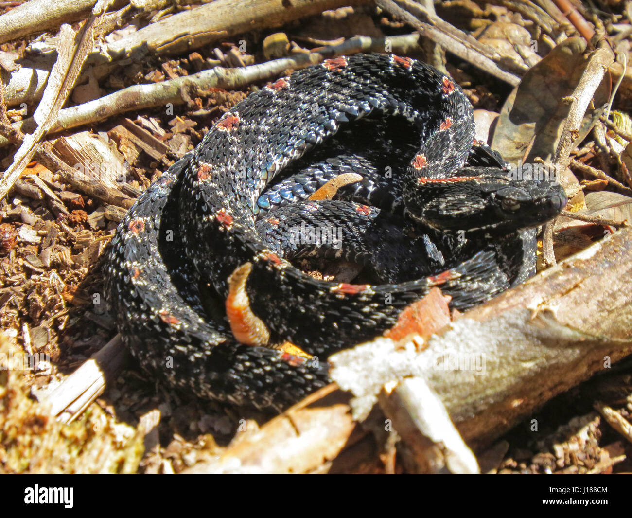Coiled rattle snake hi-res stock photography and images - Alamy