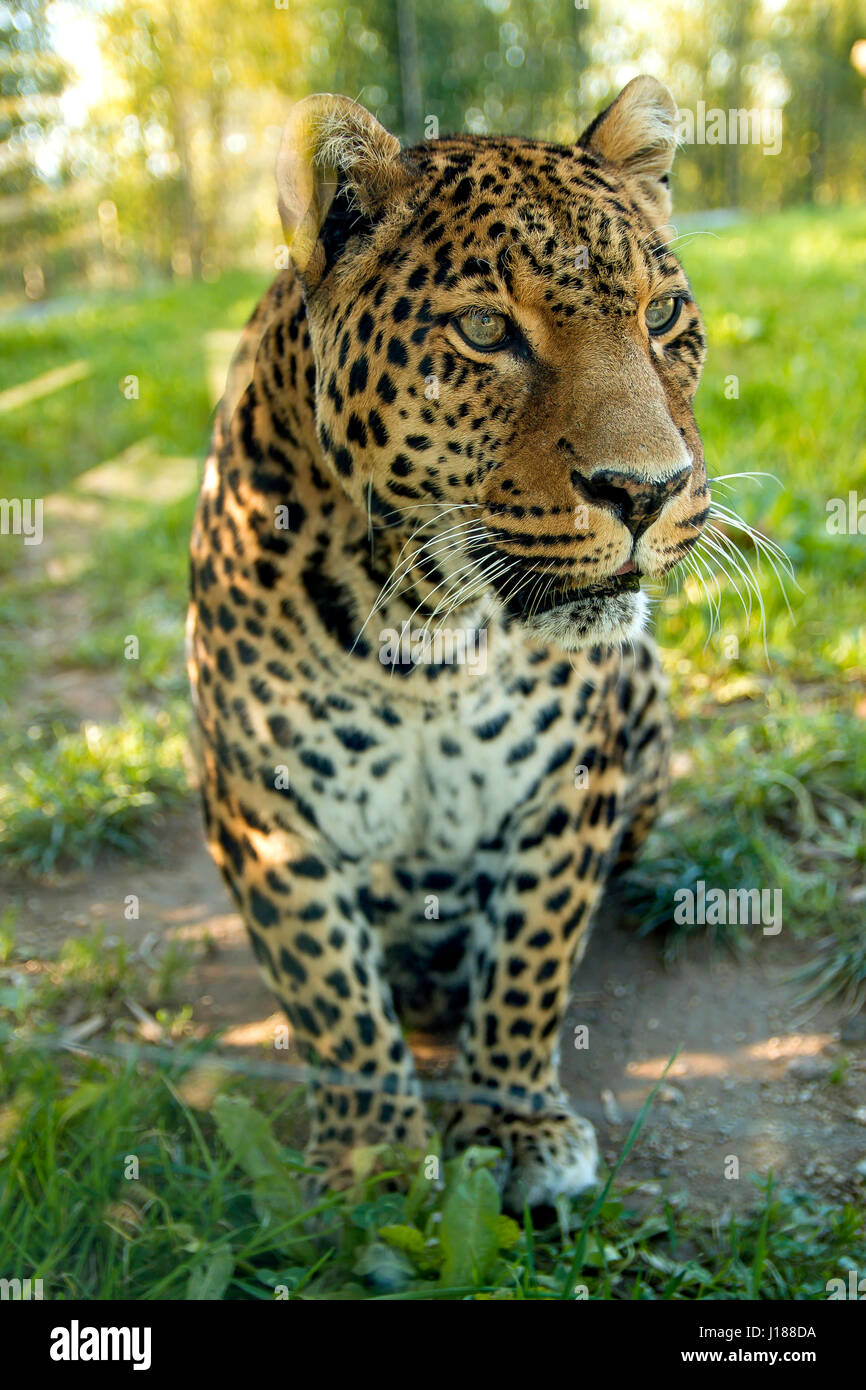 Leopard Brazil High Resolution Stock Photography and Images - Alamy