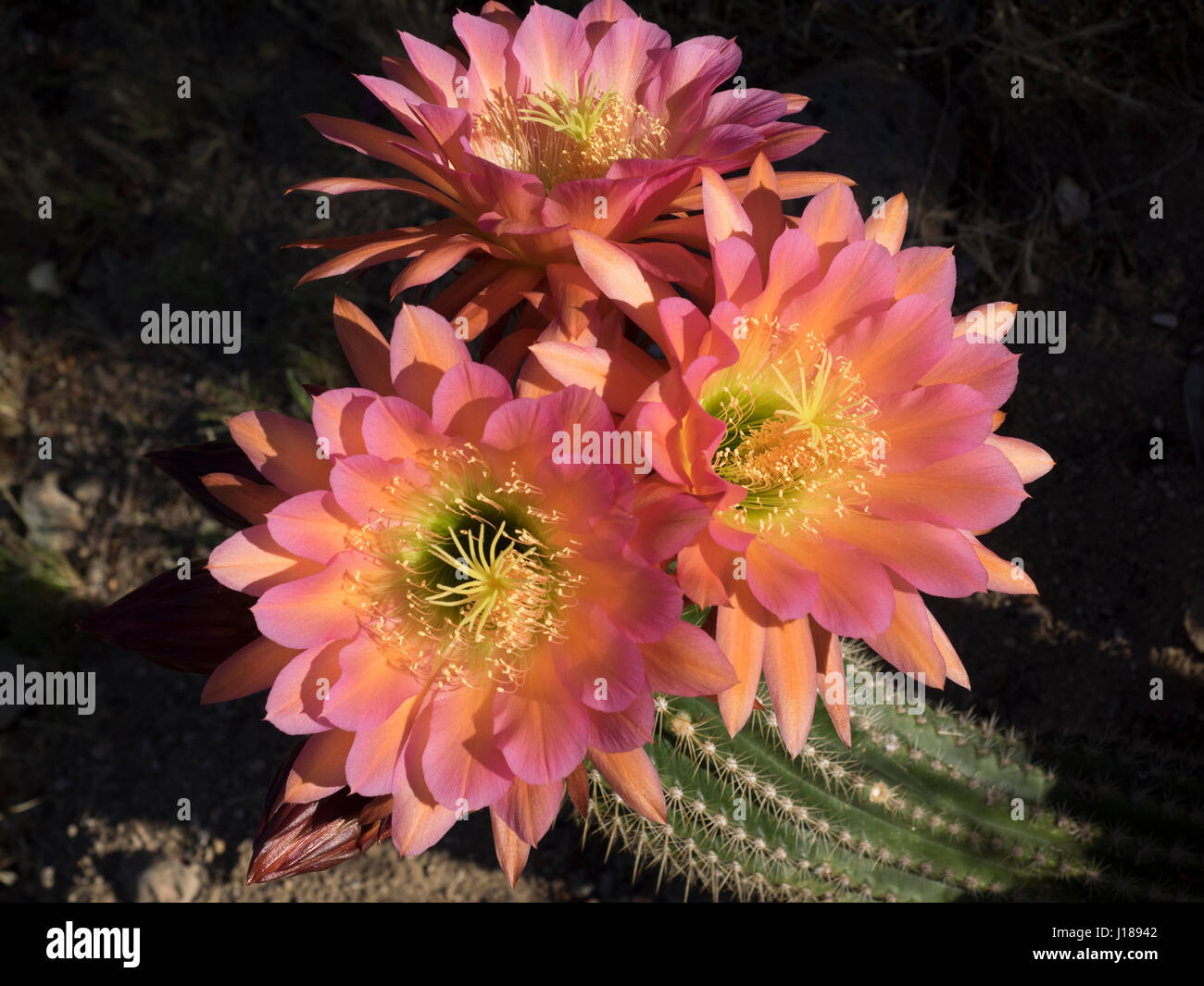 Torch Cactus Triple Bloom Stock Photo - Alamy