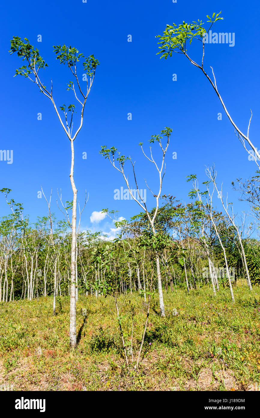 Young mahogany tree saplings in Escuintla, Guatemala, Central America ...