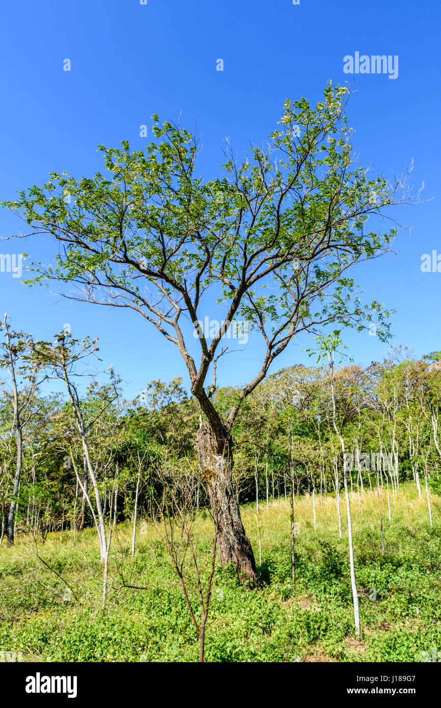 Mahogany Tree High Resolution Stock Photography and Images - Alamy