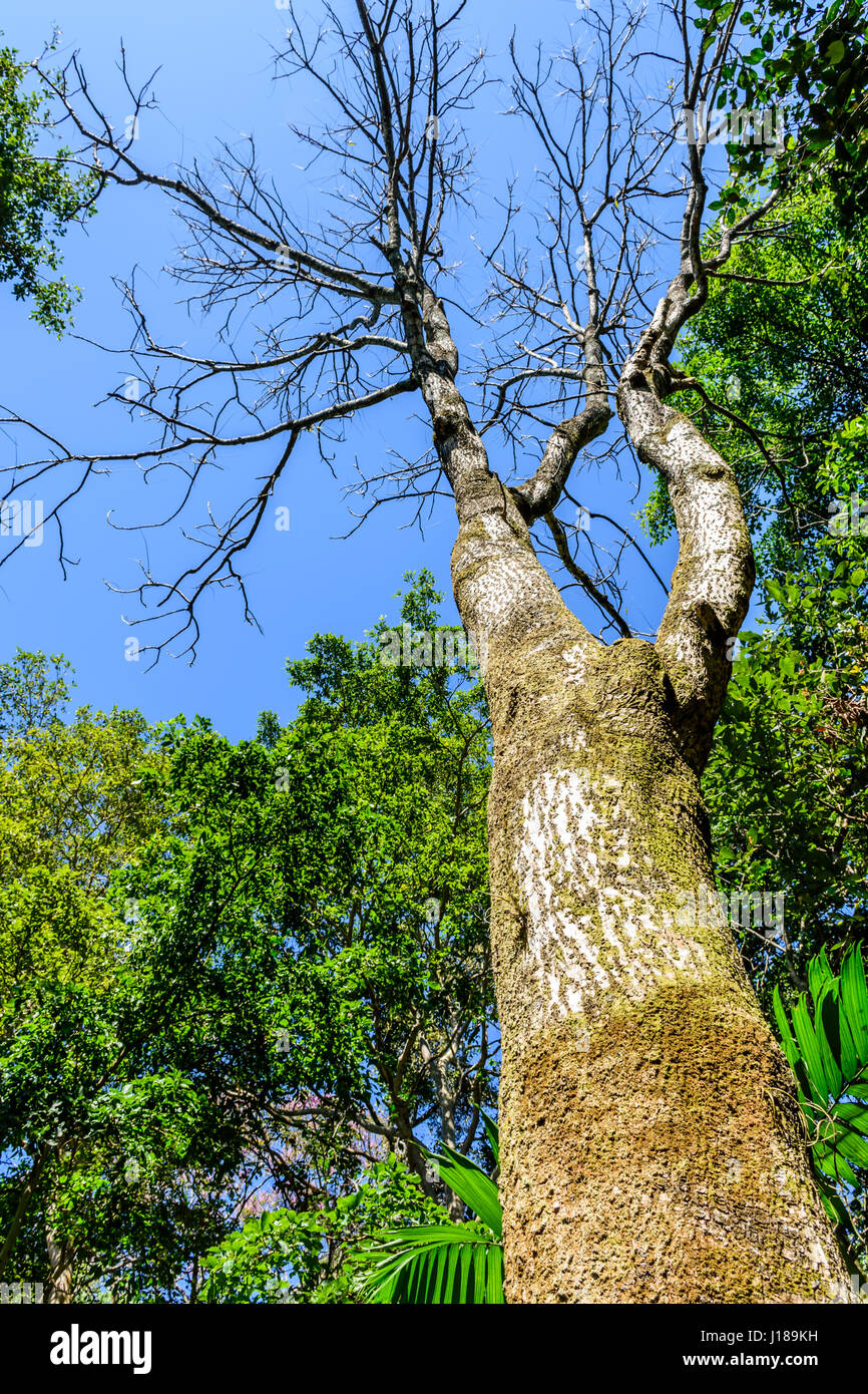Tall dead tree in woodland in Escuintla, Guatemala, Central America ...