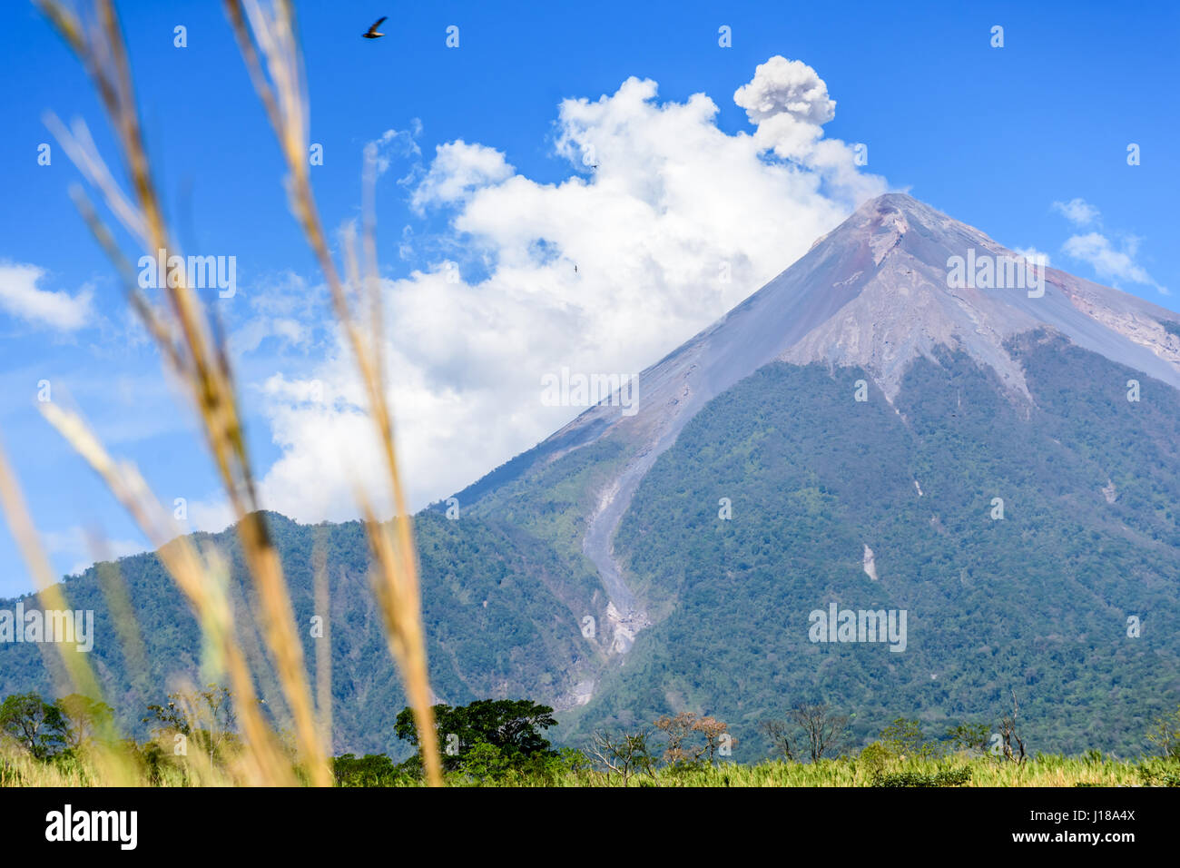 Smoke puffs from Fuego volcano, Escuintla, Guatemala, Central America ...