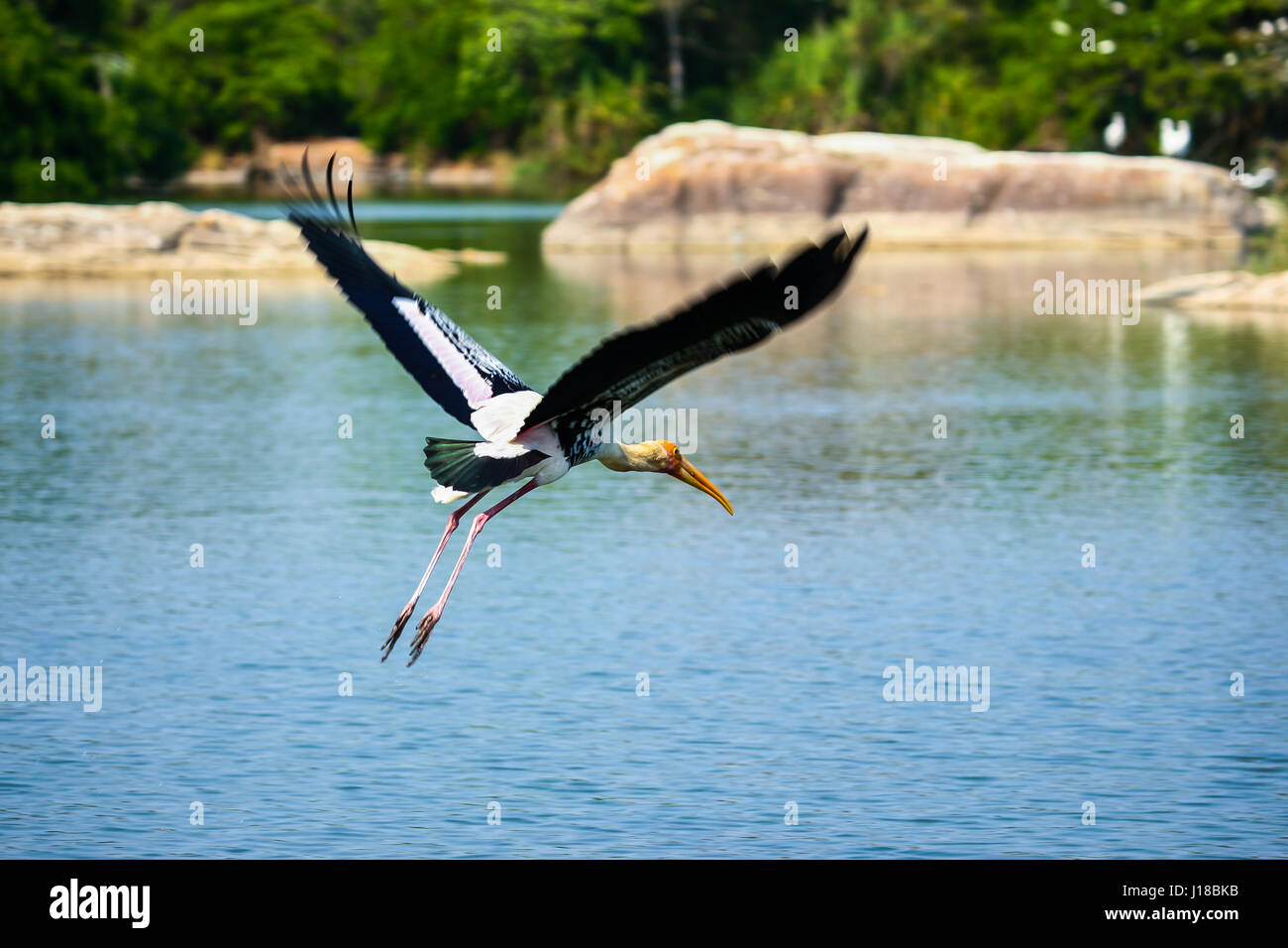 Indian Stork Bird High Resolution Stock Photography and Images - Alamy