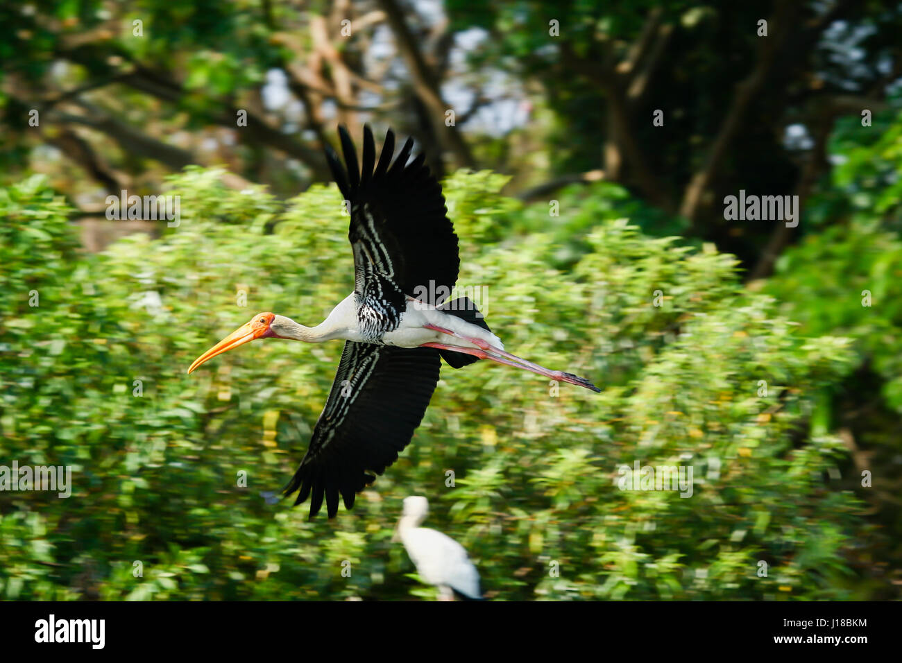A painted stork in flight - in it's natural habitat in South India ...