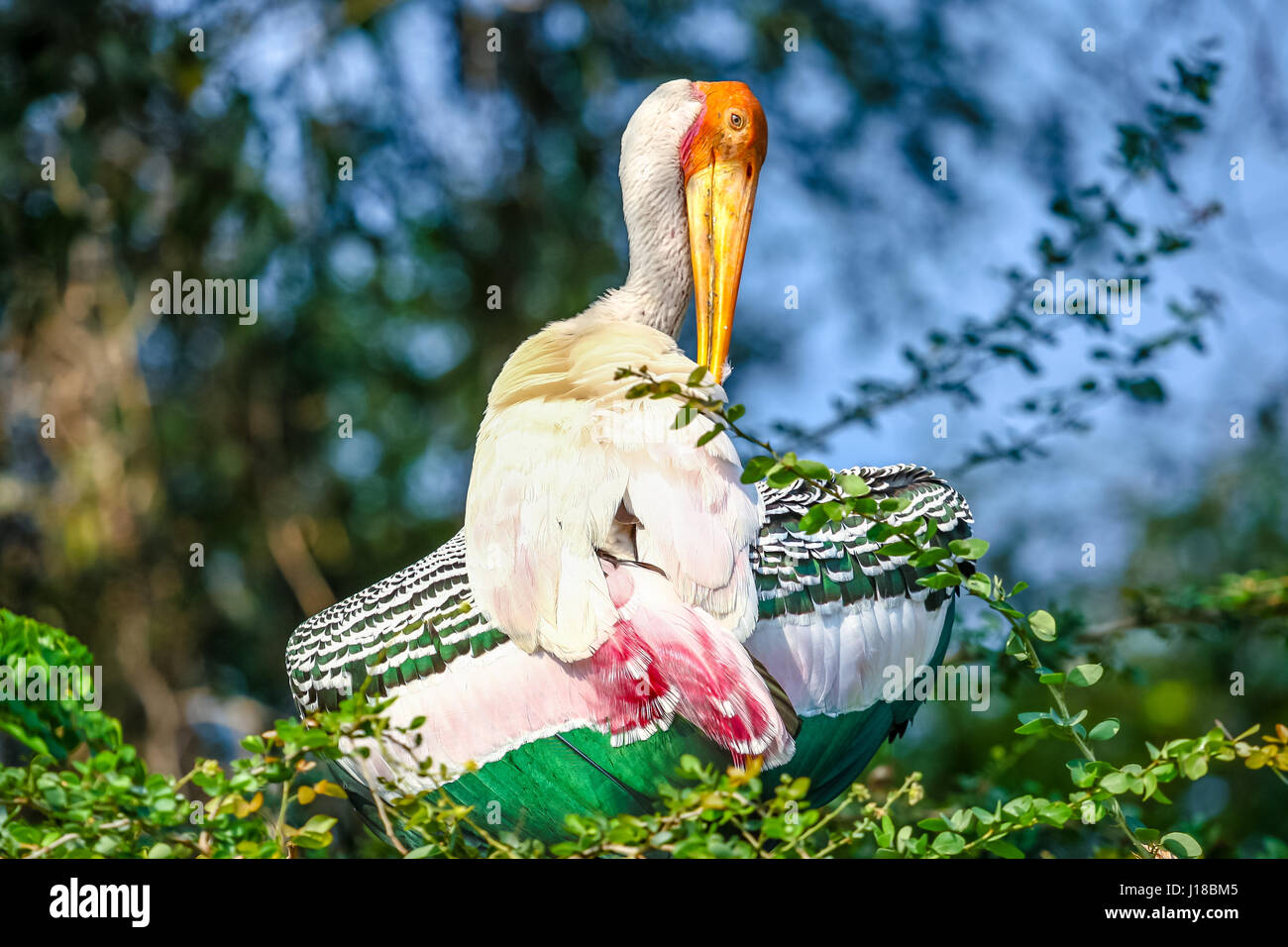 Indian stork bird hi-res stock photography and images - Alamy