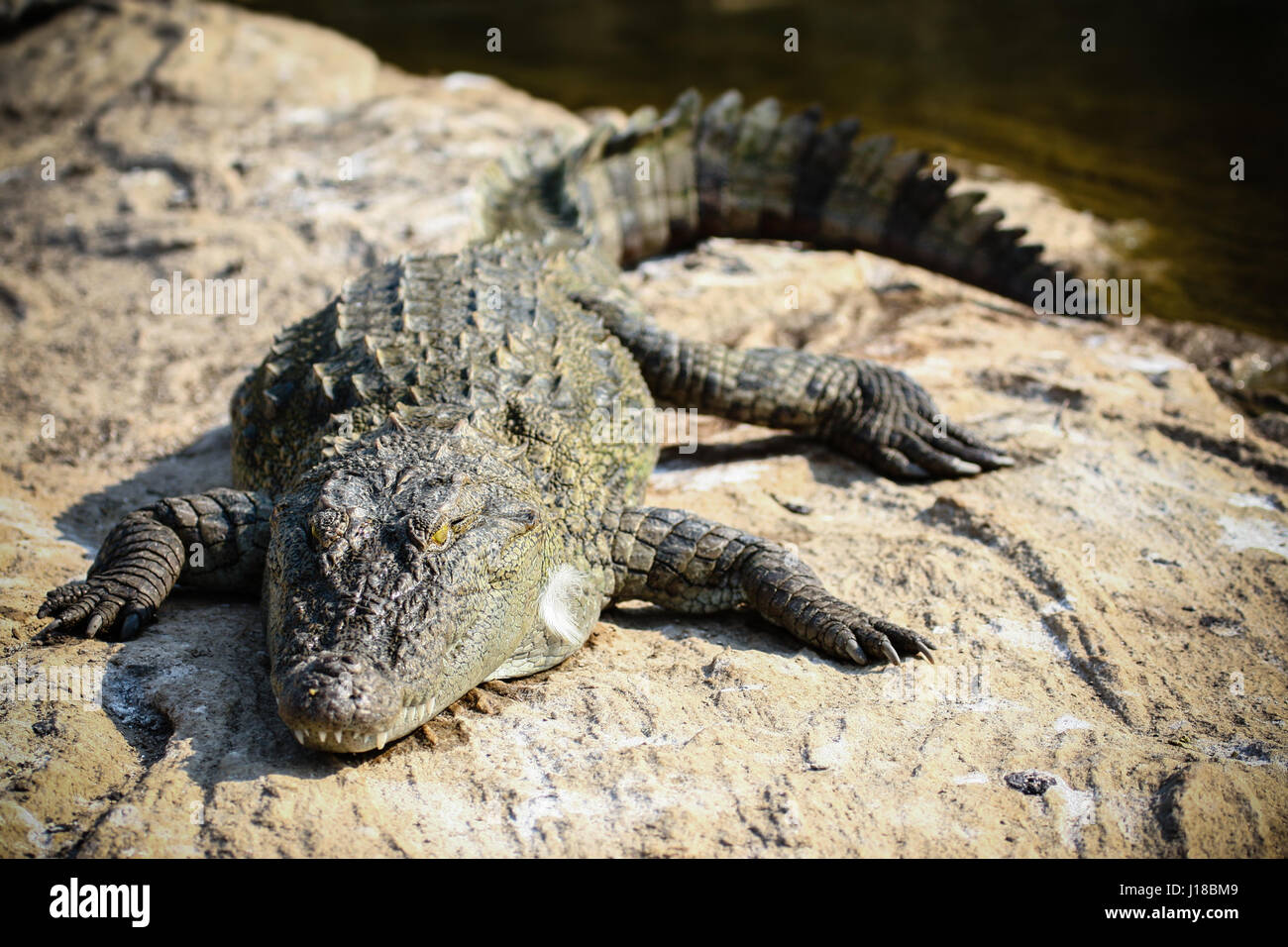 Ganges crocodile hi-res stock photography and images - Alamy