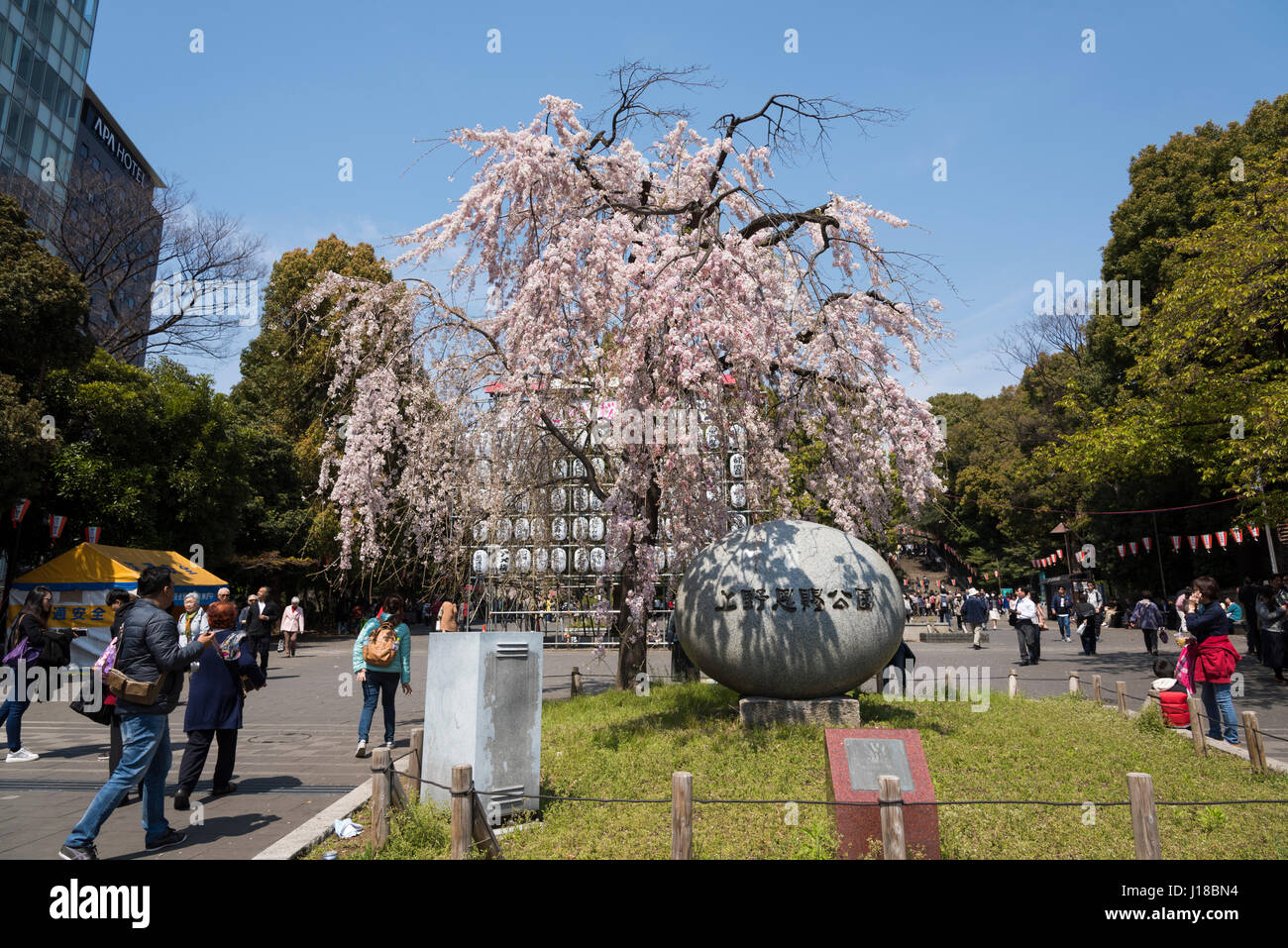 Cherry Blossom, Ueno Park, Taito-ku, Tokyo, Japan Stock Photo - Alamy
