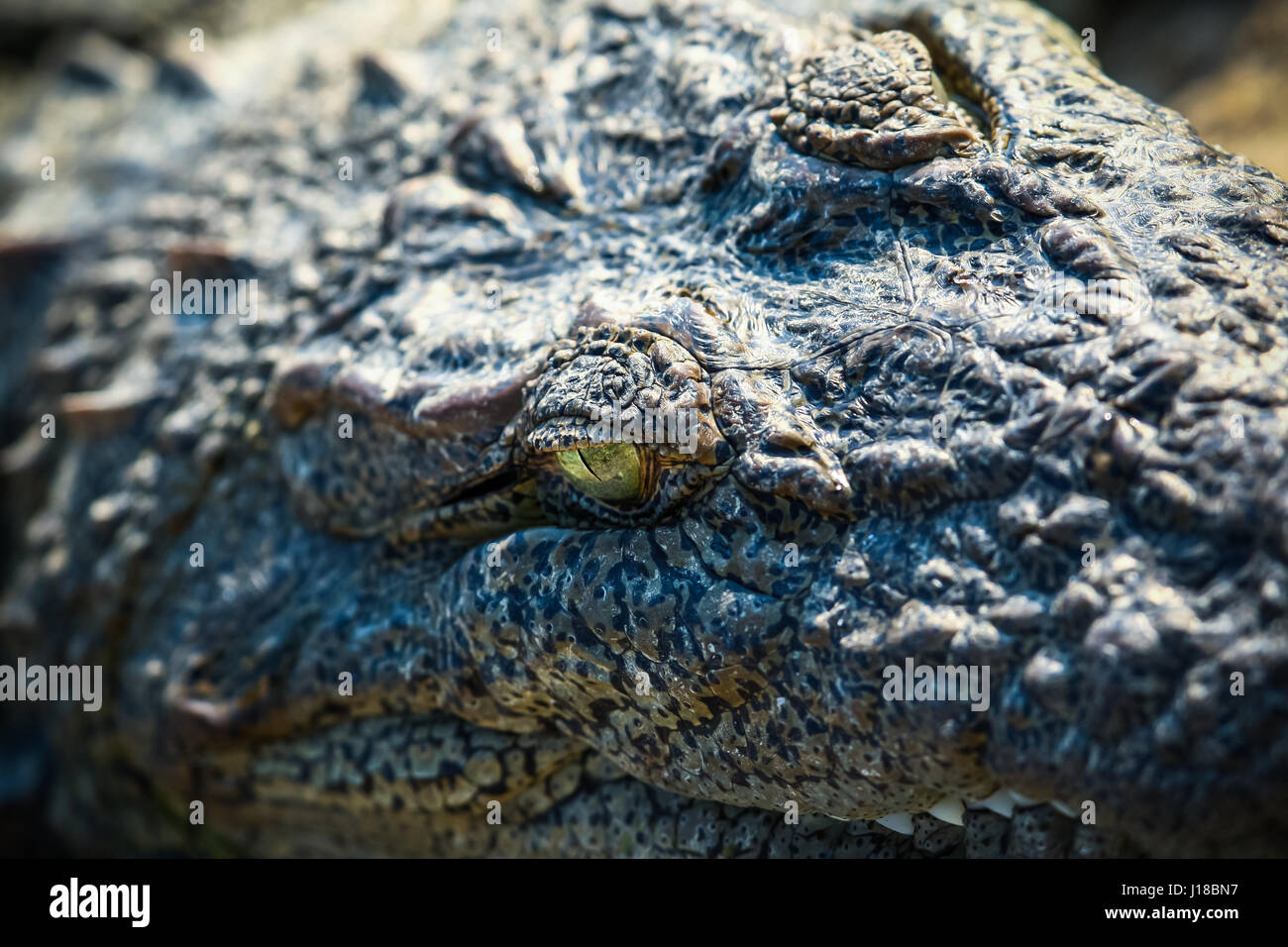 Closeup of an Indian crocodile's face Stock Photo - Alamy