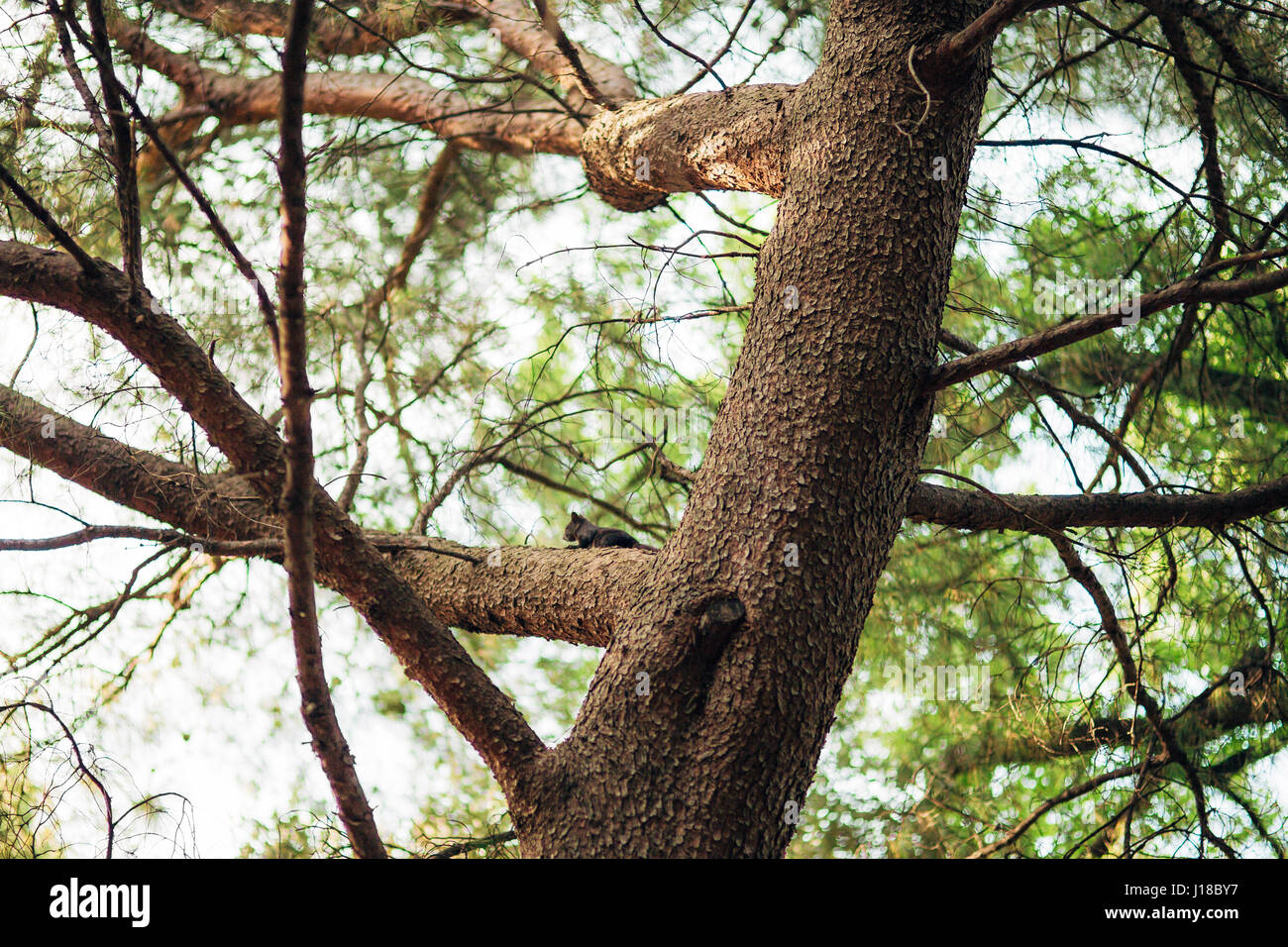 Female eastern gray squirrel napping Stock Photo - Alamy