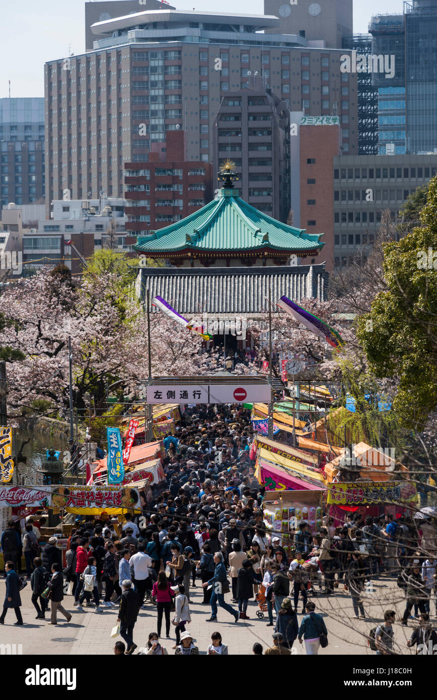 Cherry Blossom, Ueno Park, Taito-ku, Tokyo, Japan Stock Photo - Alamy
