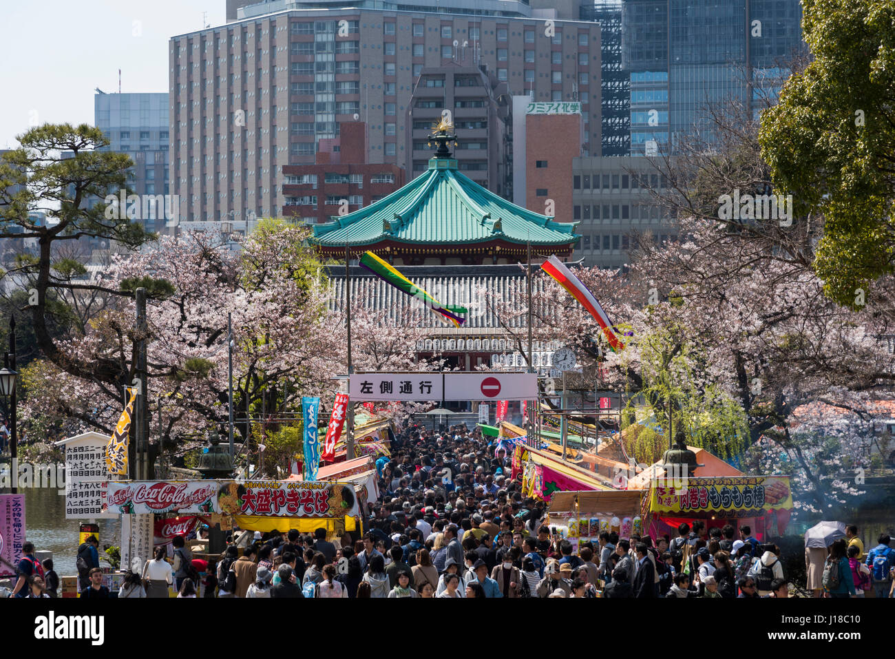 Cherry Blossom, Ueno Park, Taito-ku, Tokyo, Japan Stock Photo - Alamy