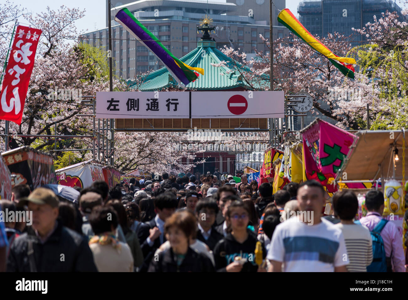 Cherry Blossom, Ueno Park, Taito-ku, Tokyo, Japan Stock Photo - Alamy