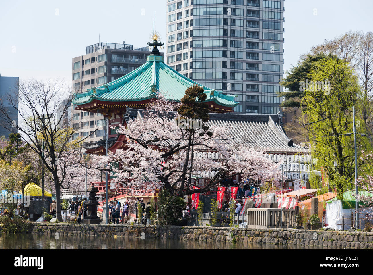 Cherry Blossom, Ueno Park, Taito-ku, Tokyo, Japan Stock Photo - Alamy