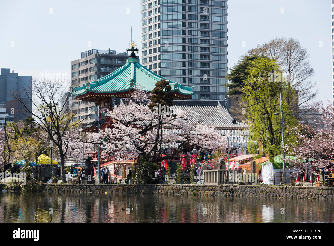 Cherry Blossom, Ueno Park, Taito-ku, Tokyo, Japan Stock Photo - Alamy