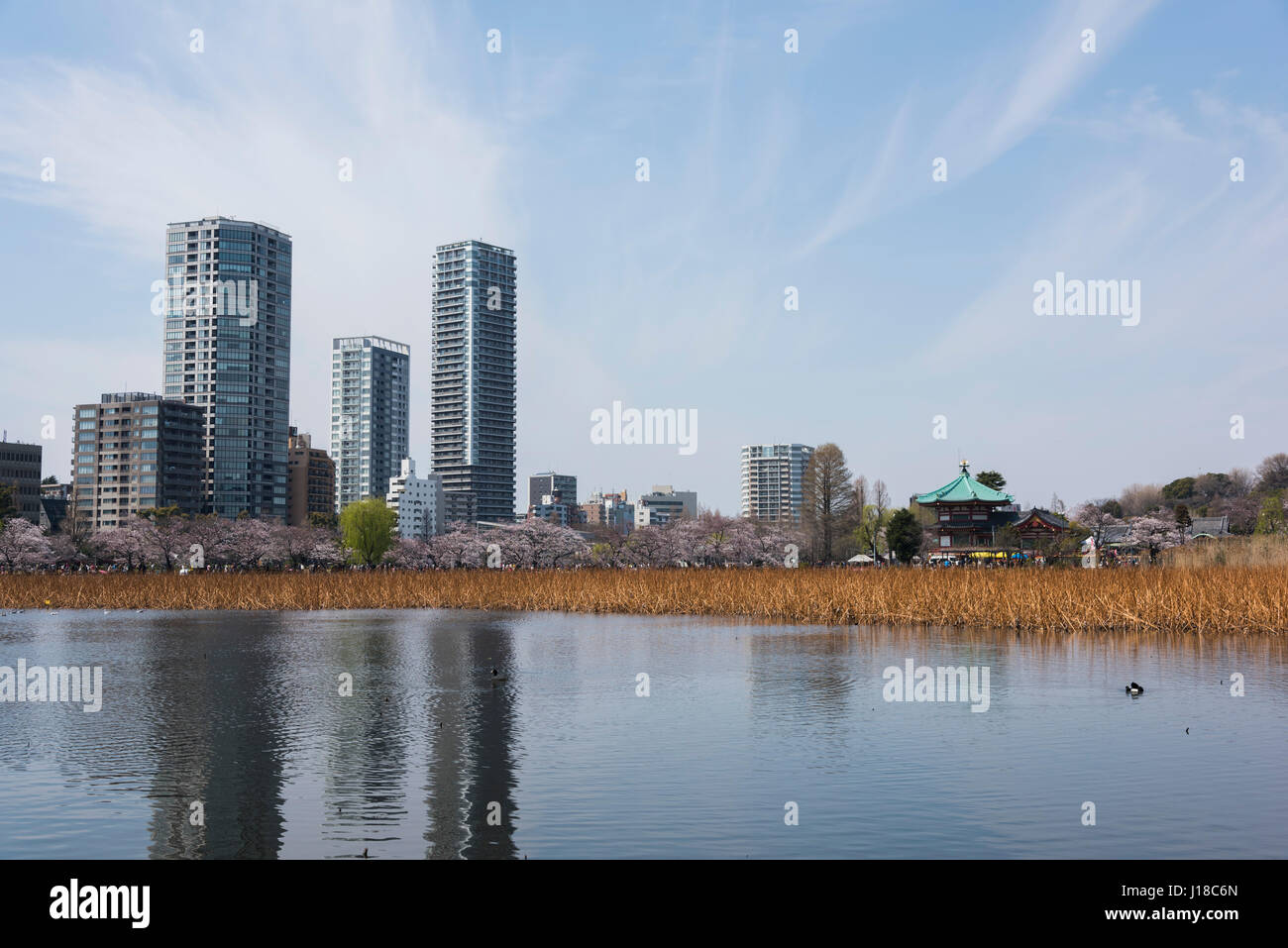 Cherry Blossom, Ueno Park, Taito-ku, Tokyo, Japan Stock Photo - Alamy