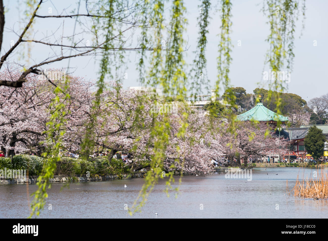 Cherry Blossom, Ueno Park, Taito-ku, Tokyo, Japan Stock Photo - Alamy