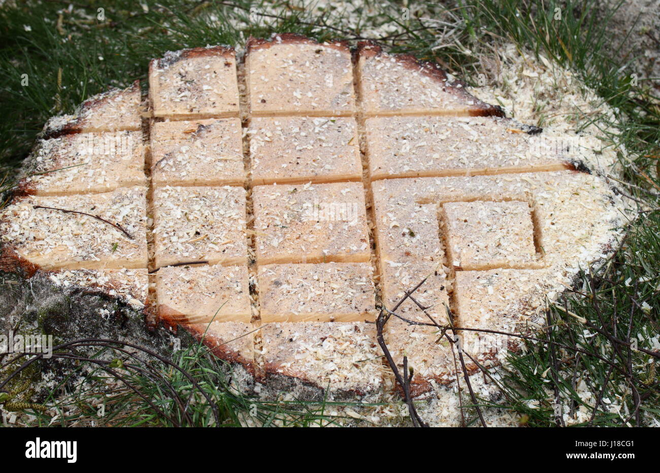 Cut and left to rot hi-res stock photography and images - Alamy