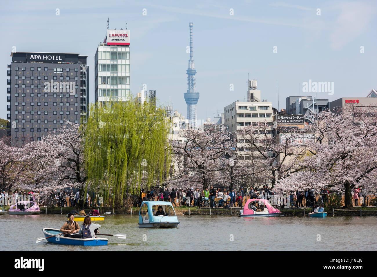 Cherry Blossom, Ueno Park, Taito-ku, Tokyo, Japan Stock Photo - Alamy