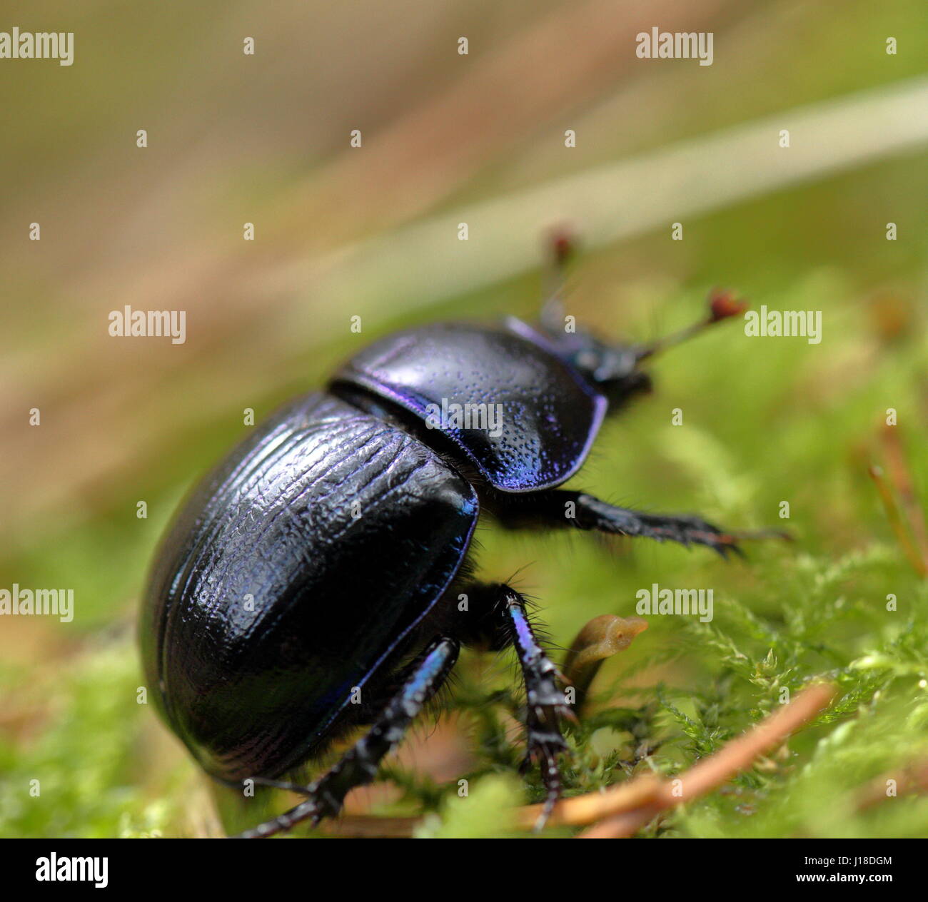 Closeup of a dung beetle sitting on moss Stock Photo - Alamy