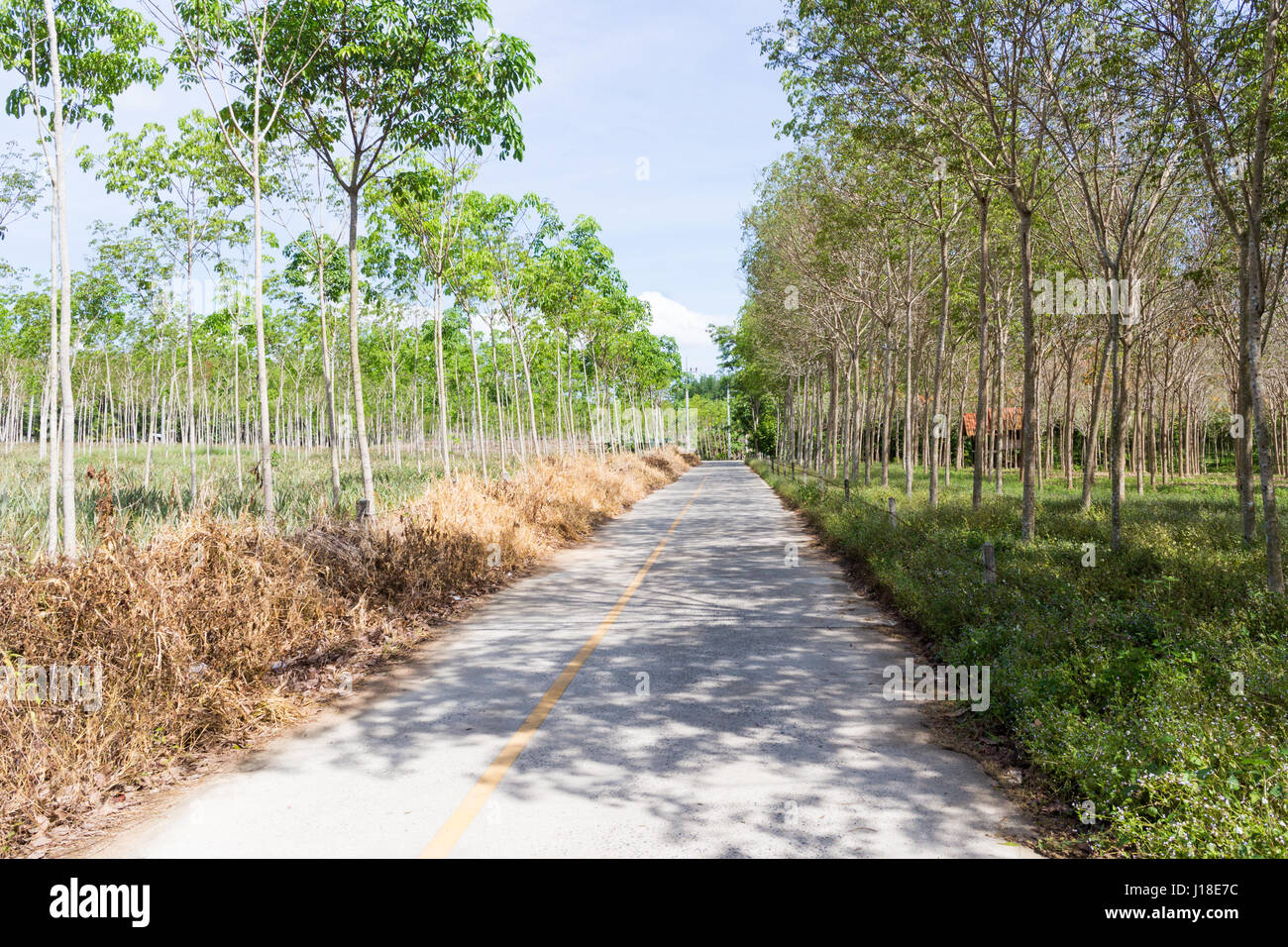Road through young rubber tree plantations, Phuket, Thailand Stock ...