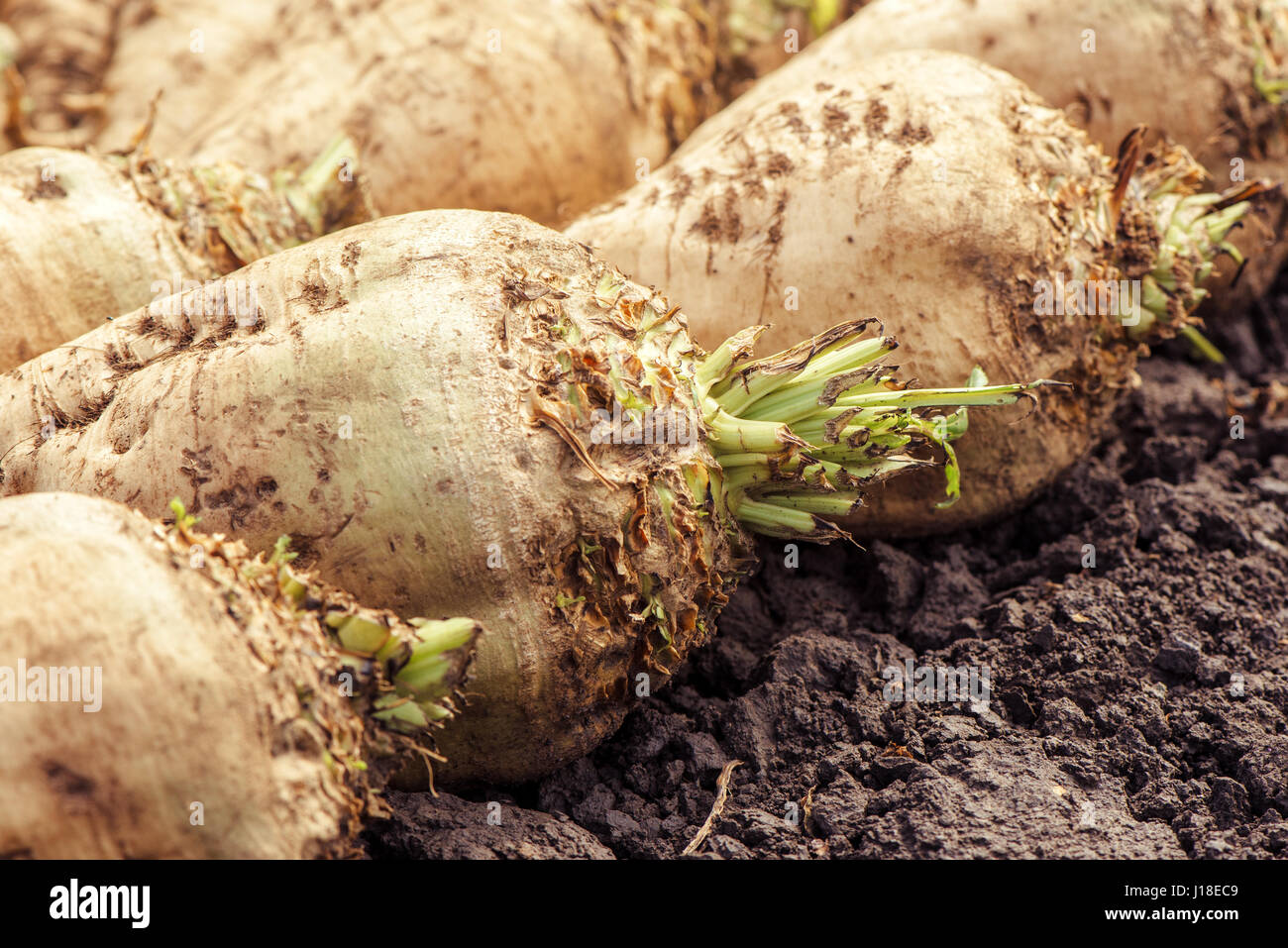 Harvested sugar beet crop root pile on the ground, selective focus ...