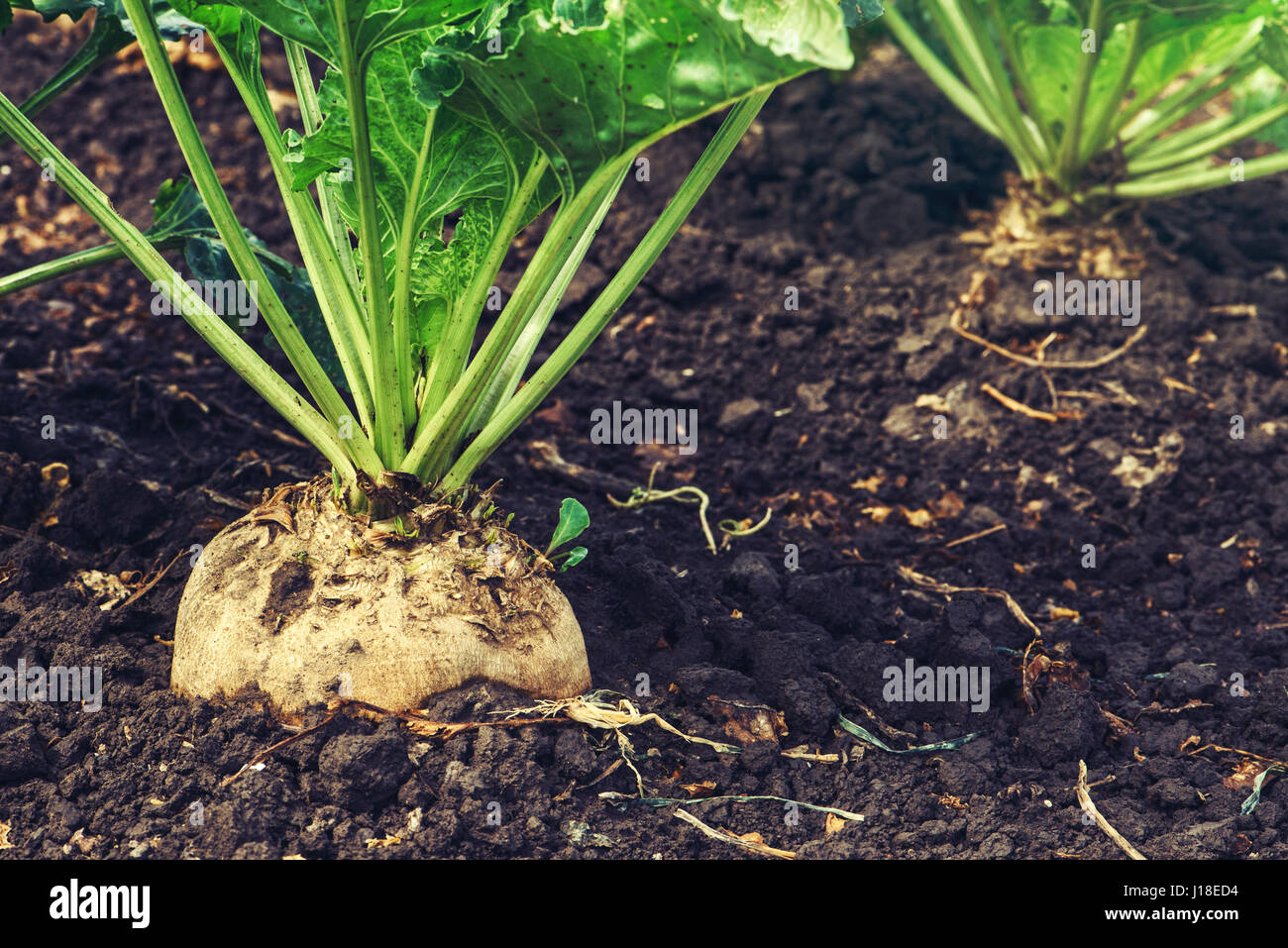 Sugar beet root crop in the ground, selective focus Stock Photo - Alamy