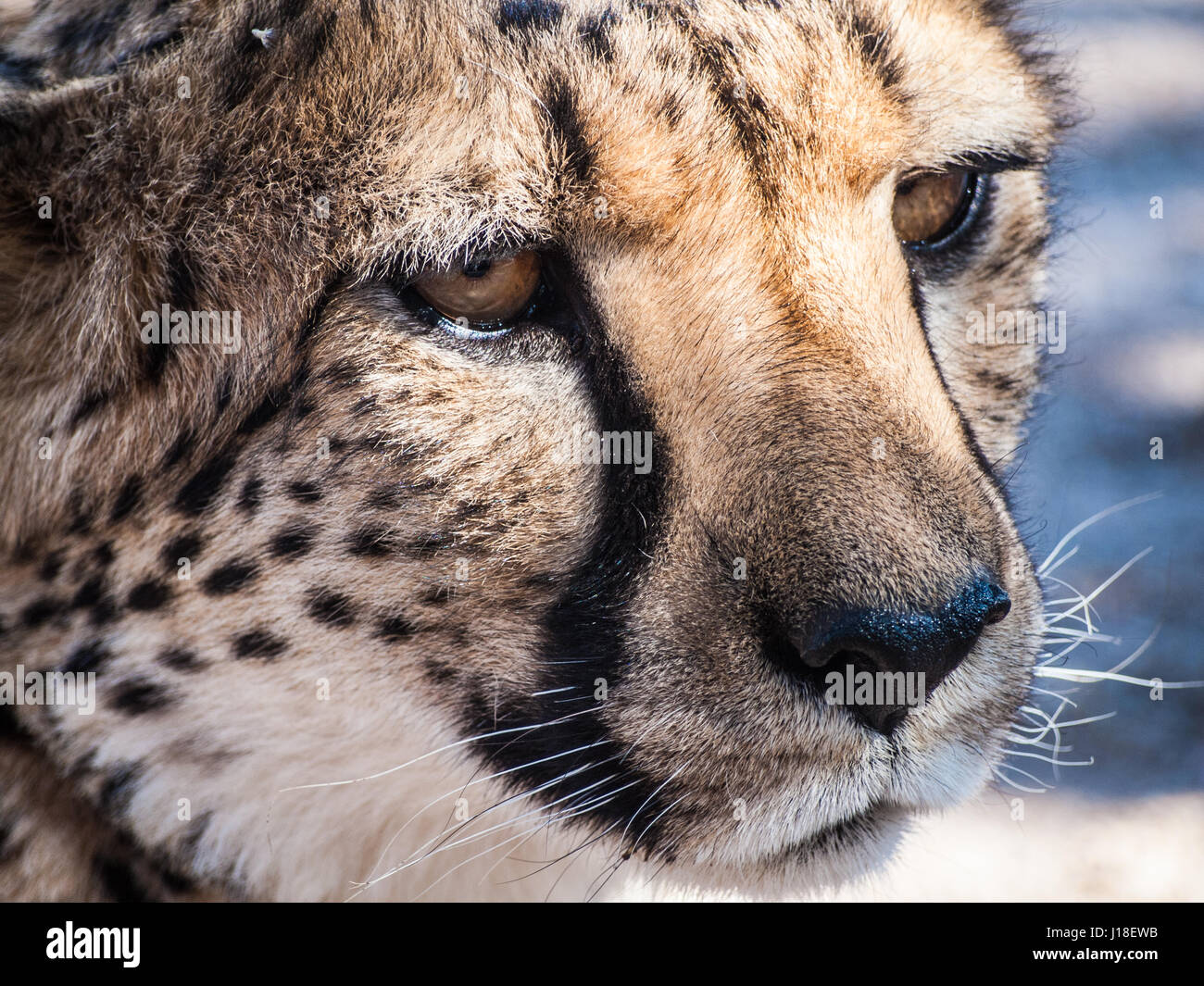 Cheetah in Otjitotongwe Cheetah Farm, Namibia Stock Photo - Alamy