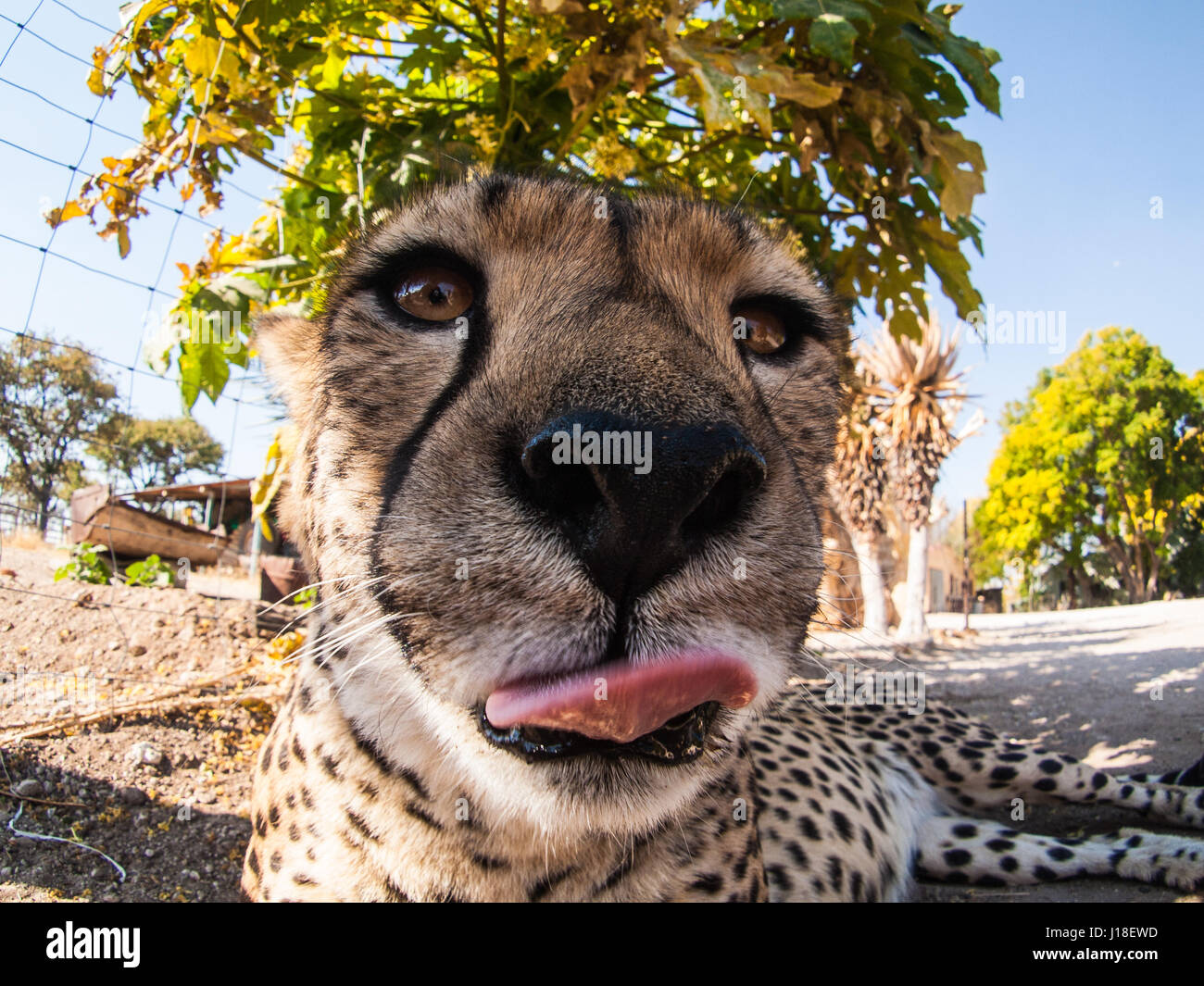 Cheetah in Otjitotongwe Cheetah Farm, Namibia Stock Photo - Alamy