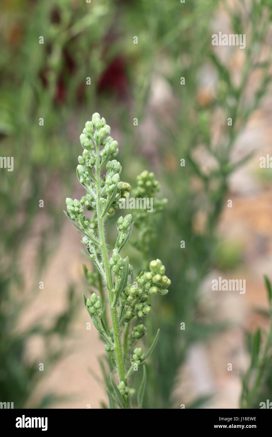 Australian fleabane hi-res stock photography and images - Alamy