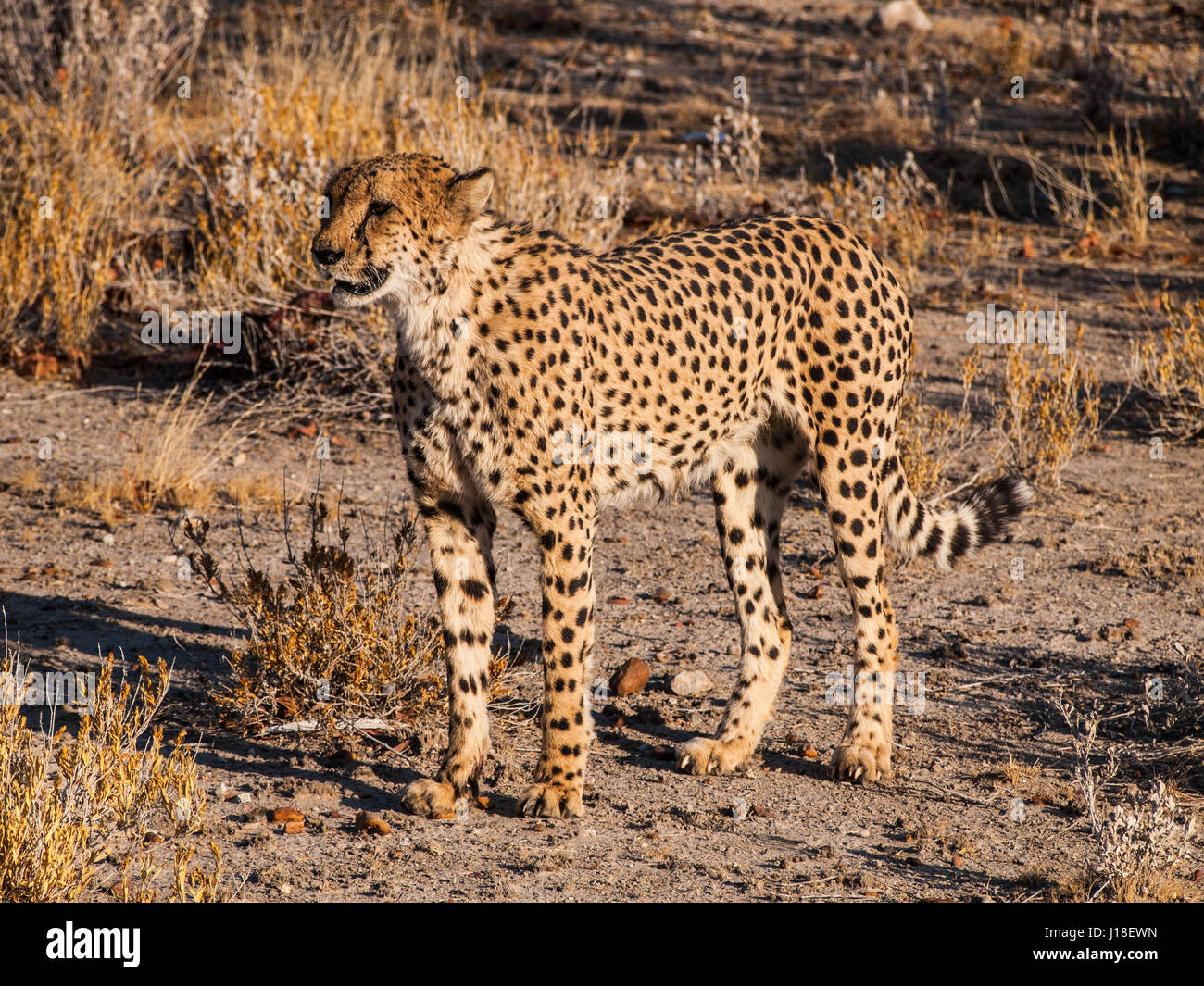 Cheetah in Otjitotongwe Cheetah Farm, Namibia Stock Photo - Alamy
