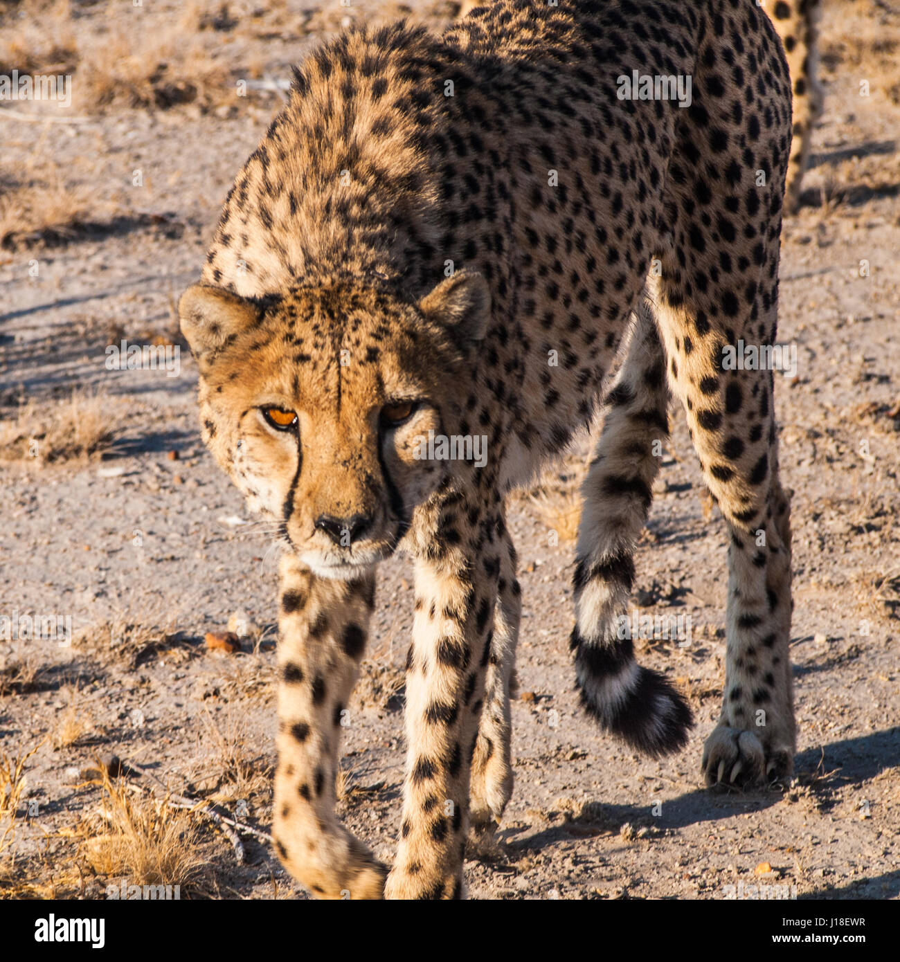 Cheetah farm hi-res stock photography and images - Alamy