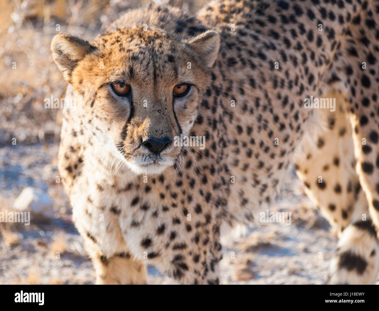 Cheetah in Otjitotongwe Cheetah Farm, Namibia Stock Photo - Alamy