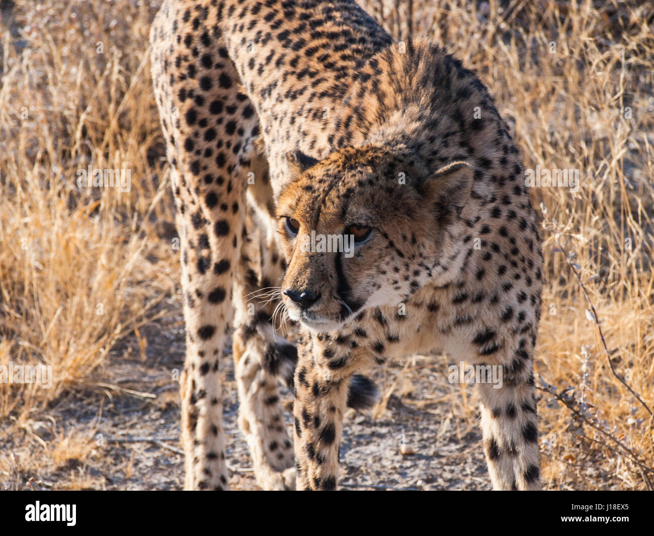 Cheetah farm hi-res stock photography and images - Alamy