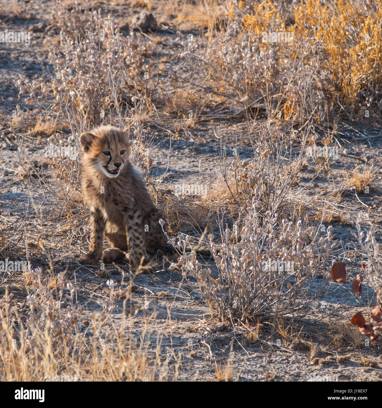 Cheetah in Otjitotongwe Cheetah Farm, Namibia Stock Photo - Alamy