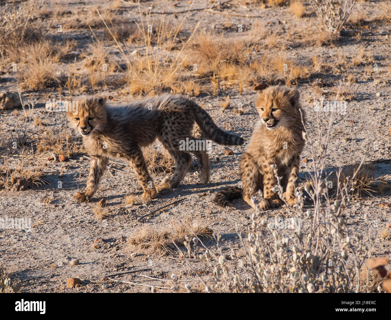 Cheetah in Otjitotongwe Cheetah Farm, Namibia Stock Photo - Alamy