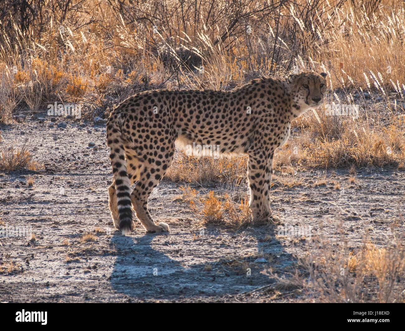 Otjitotongwe hi-res stock photography and images - Alamy