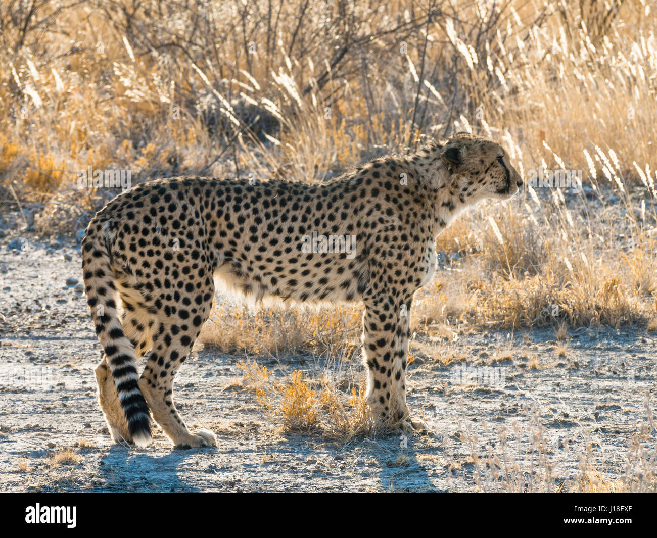 Cheetah in Otjitotongwe Cheetah Farm, Namibia Stock Photo - Alamy