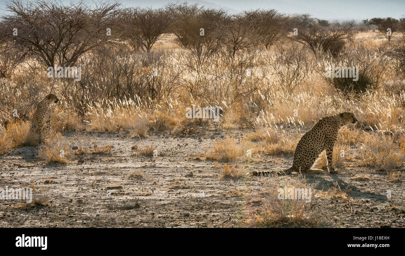 Otjitotongwe hi-res stock photography and images - Alamy
