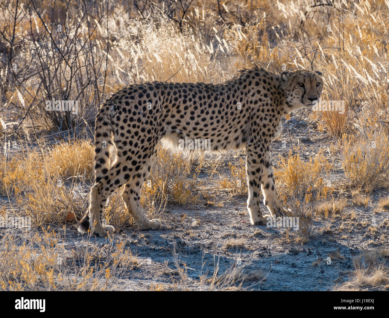 Otjitotongwe hi-res stock photography and images - Alamy