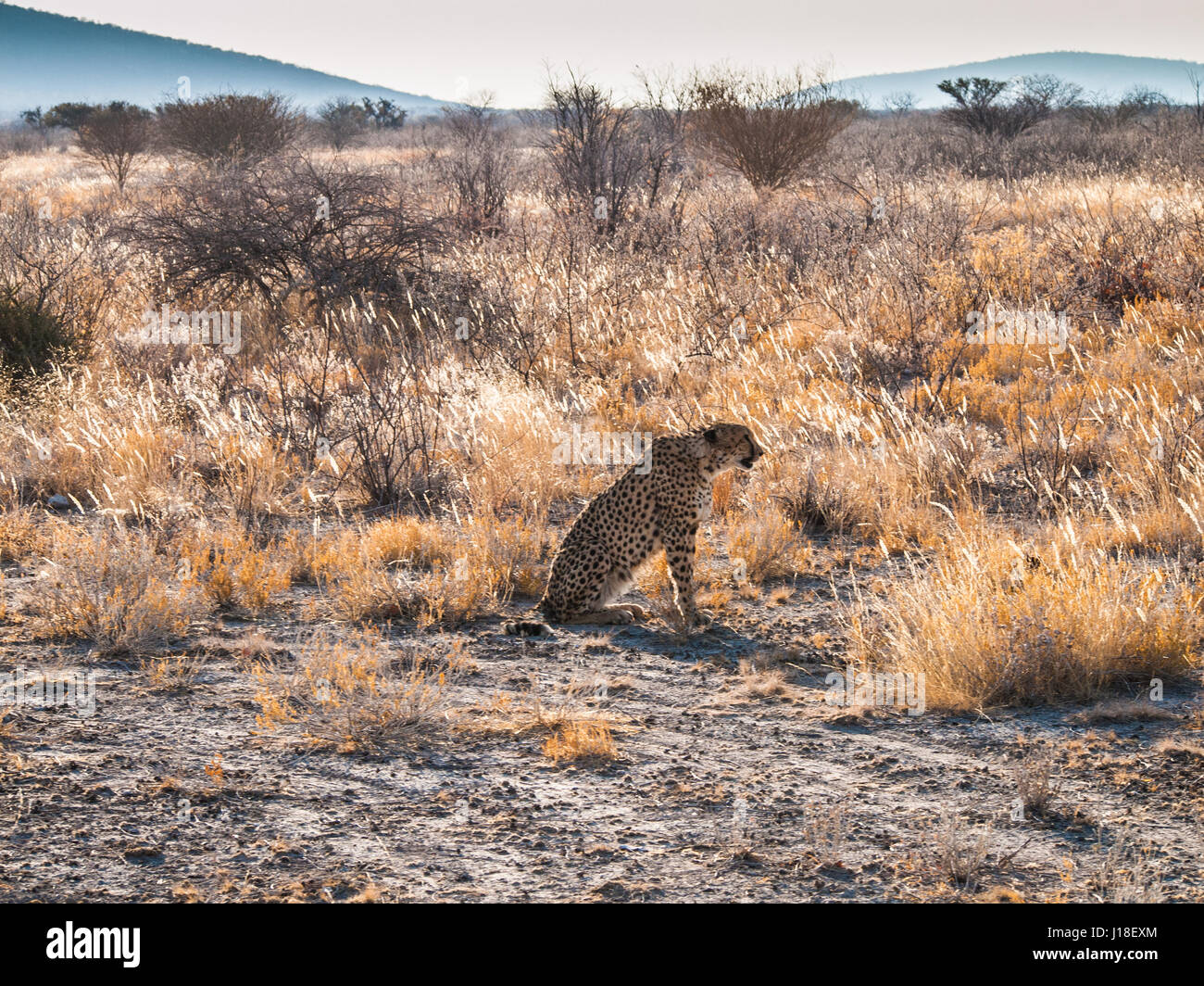Otjitotongwe hi-res stock photography and images - Alamy