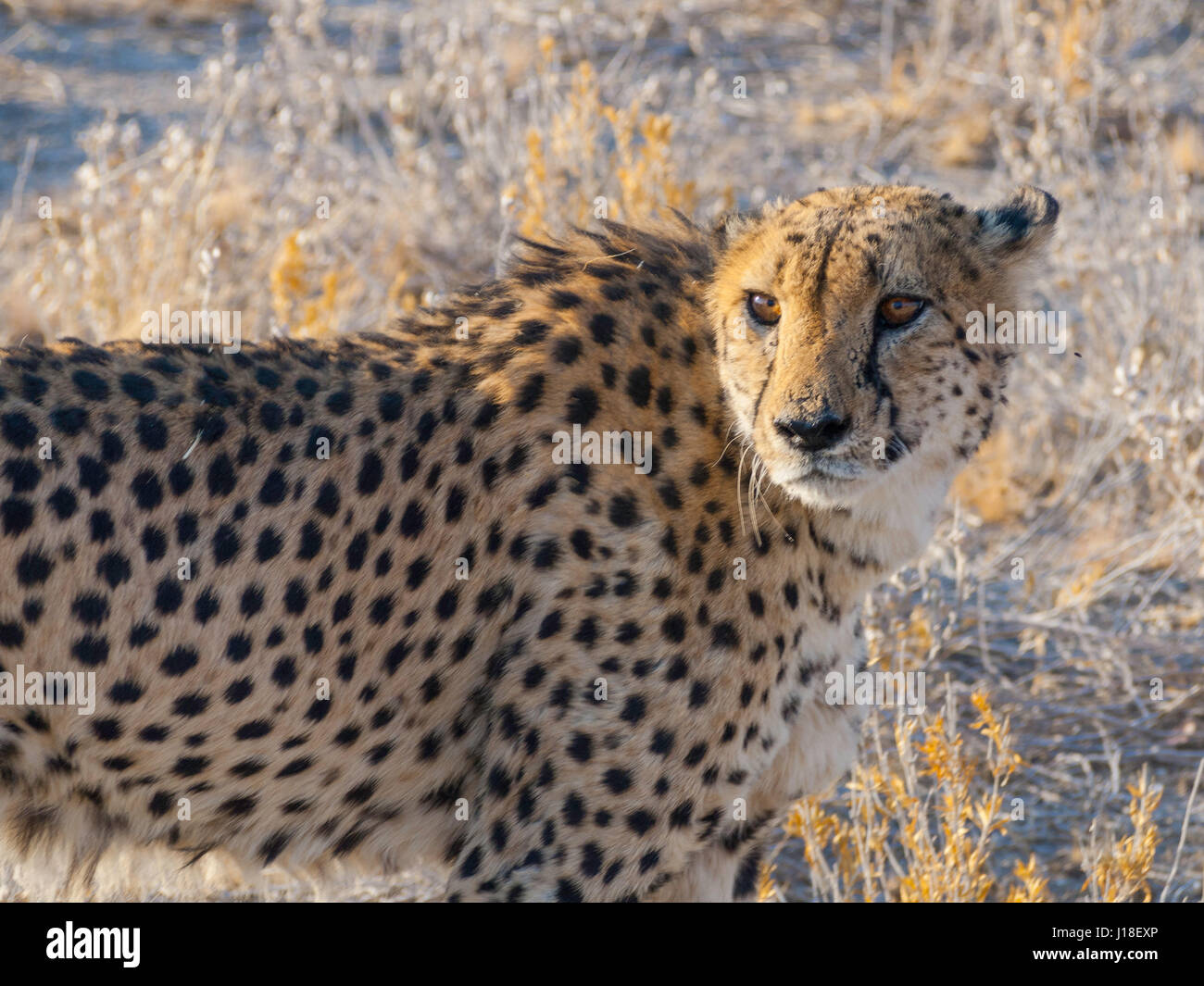 Otjitotongwe hi-res stock photography and images - Alamy
