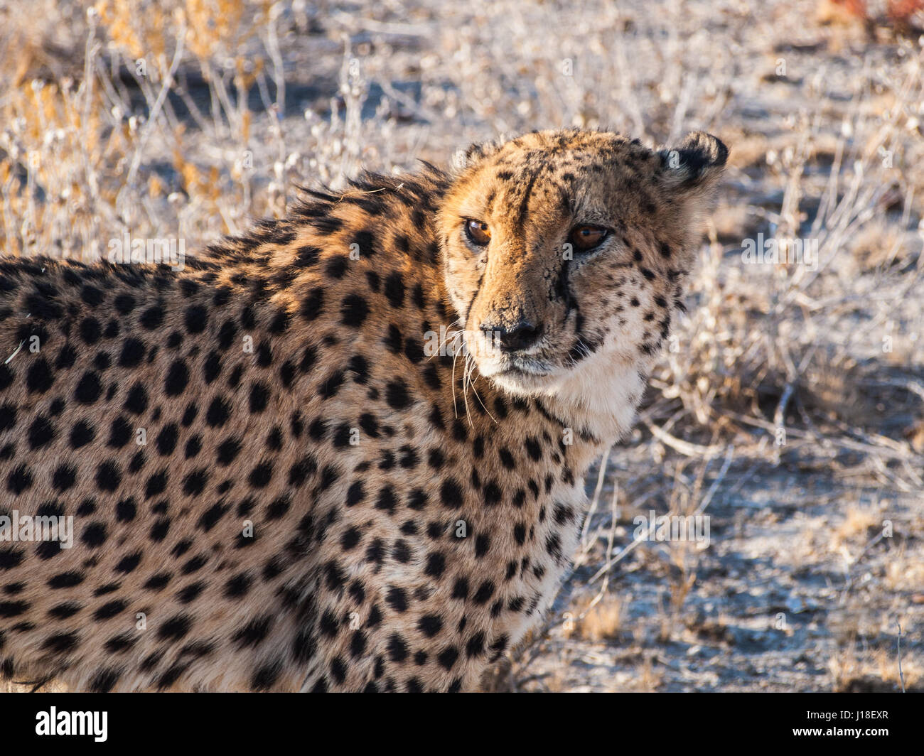 Otjitotongwe hi-res stock photography and images - Alamy